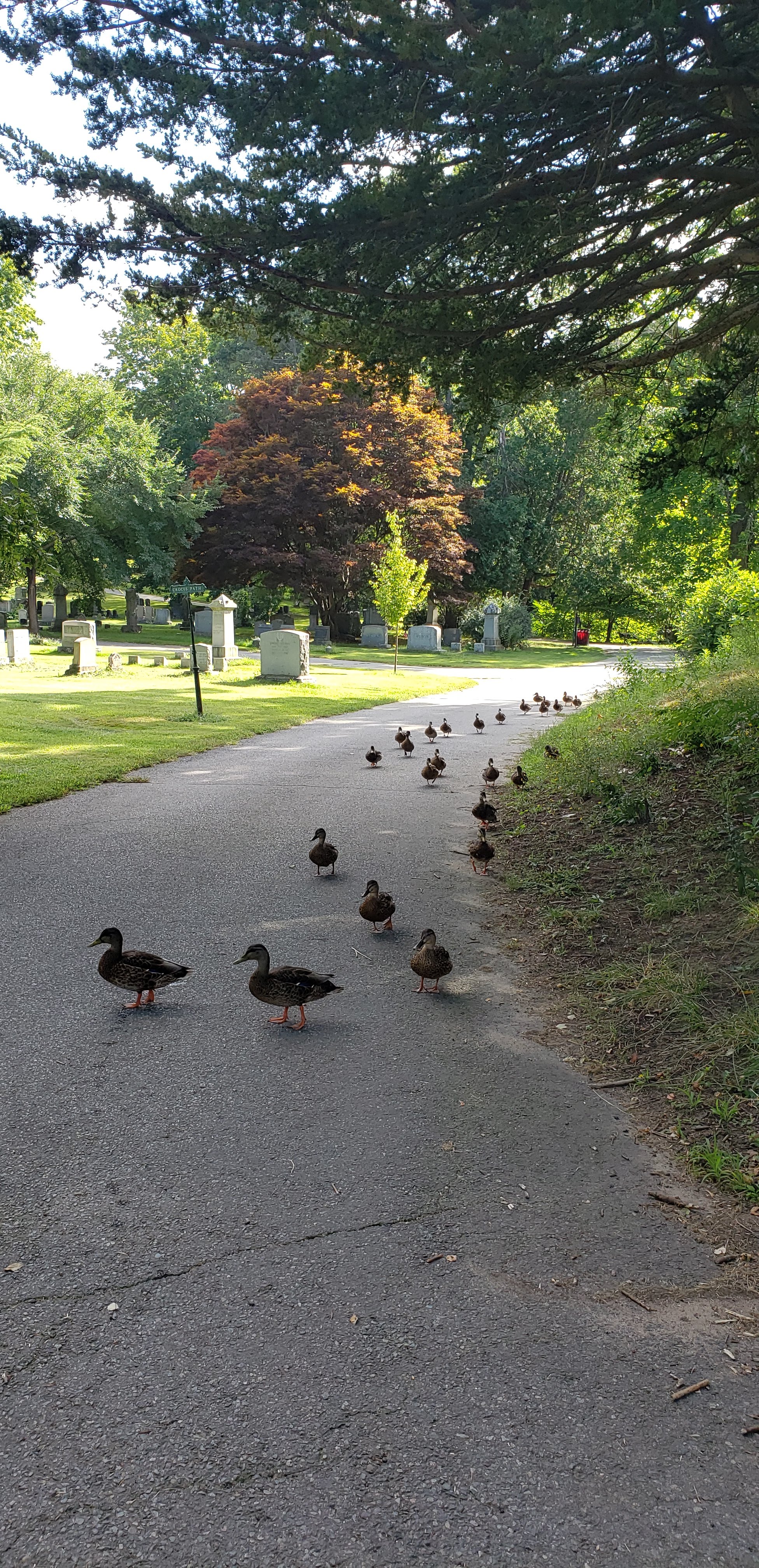 Respecting Graveyard Creatures during Landscape Preservation. – Epoch ...