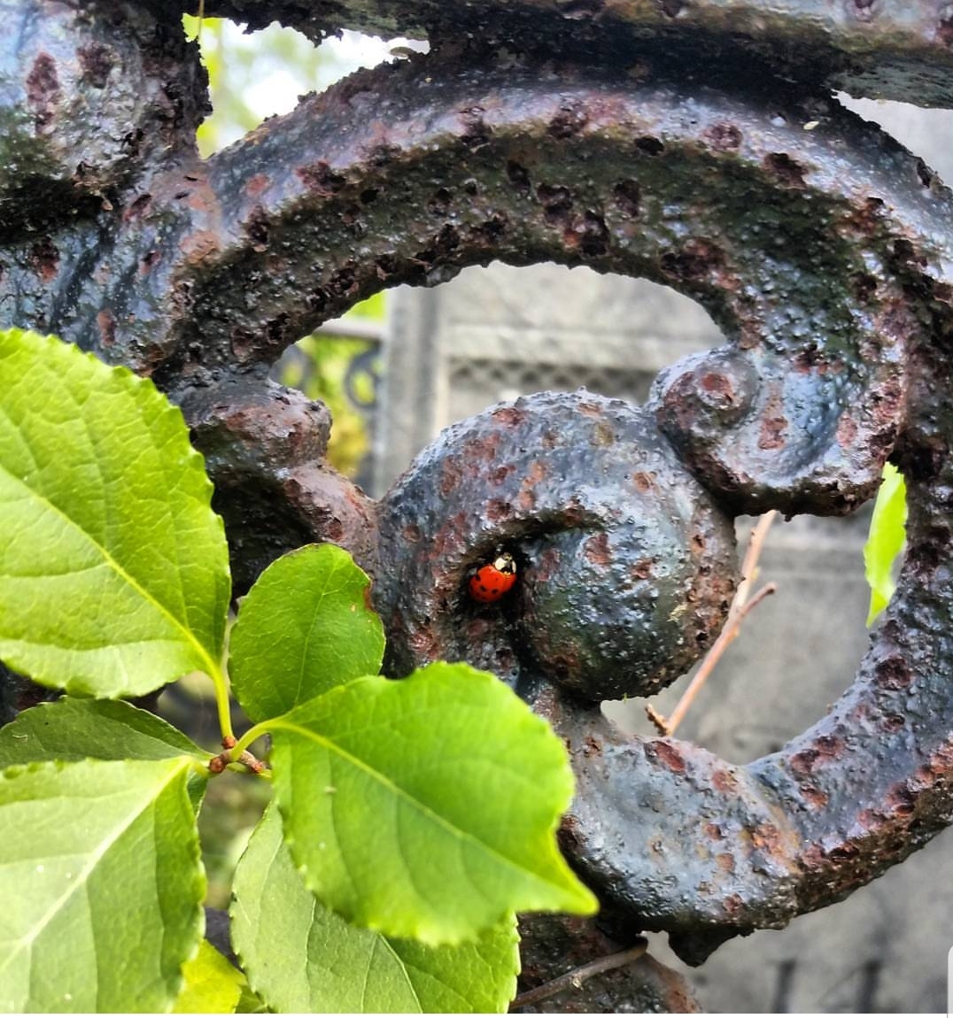 Respecting Graveyard Creatures during Landscape Preservation. – Epoch ...